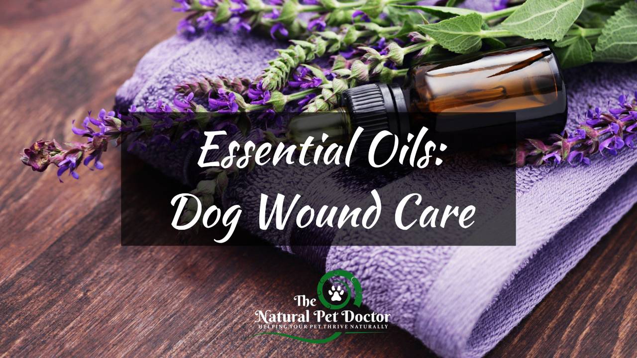 Top 5 Essential Oils To Soothe Your Dog’s Skin
