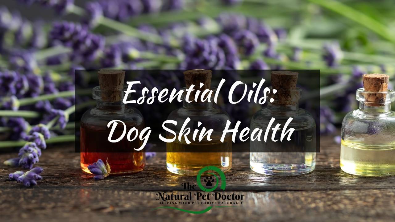 Top 5 Natural Remedies for Dog's Skin: The Power of Essential Oils