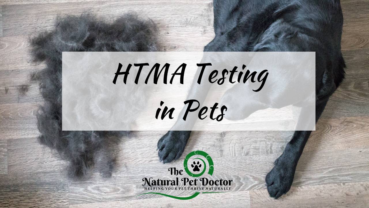 HTMA Testing for Pets: The Root-Cause Test