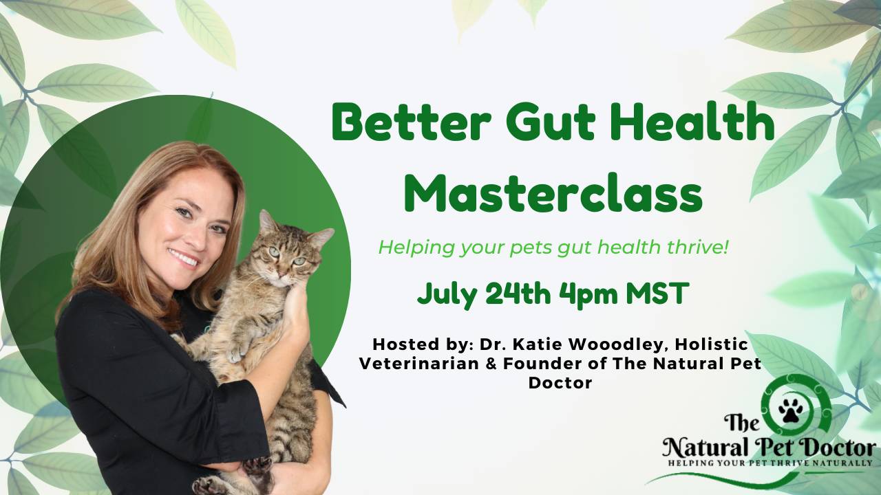 Better Gut Health Masterclass