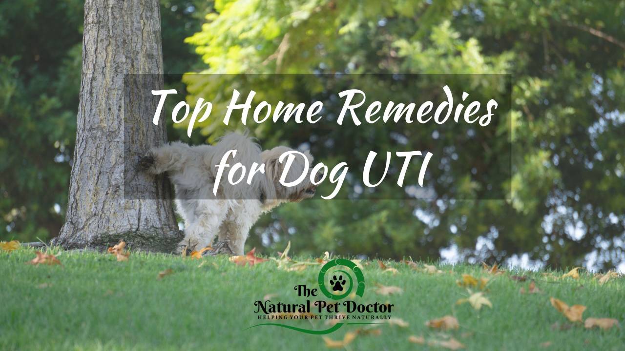 Top Home Remedies For Dog UTI