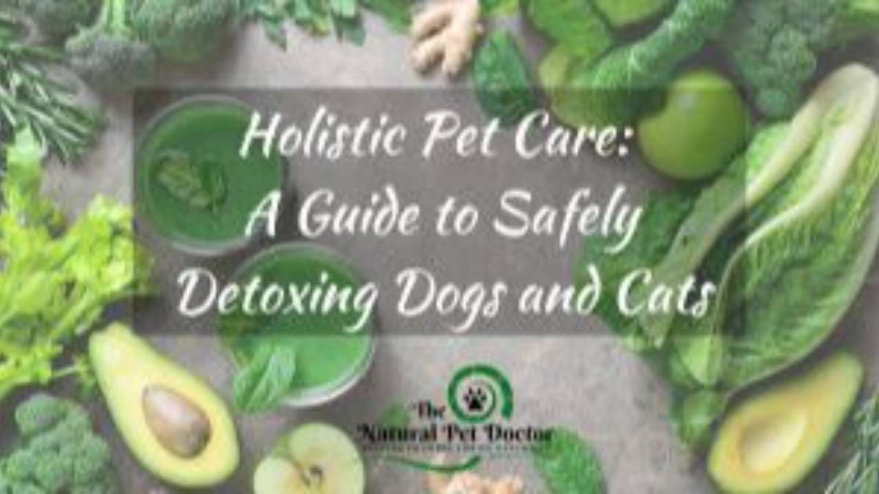 Holistic Pet Care: A Guide to Safely Detoxing Dogs and Cats