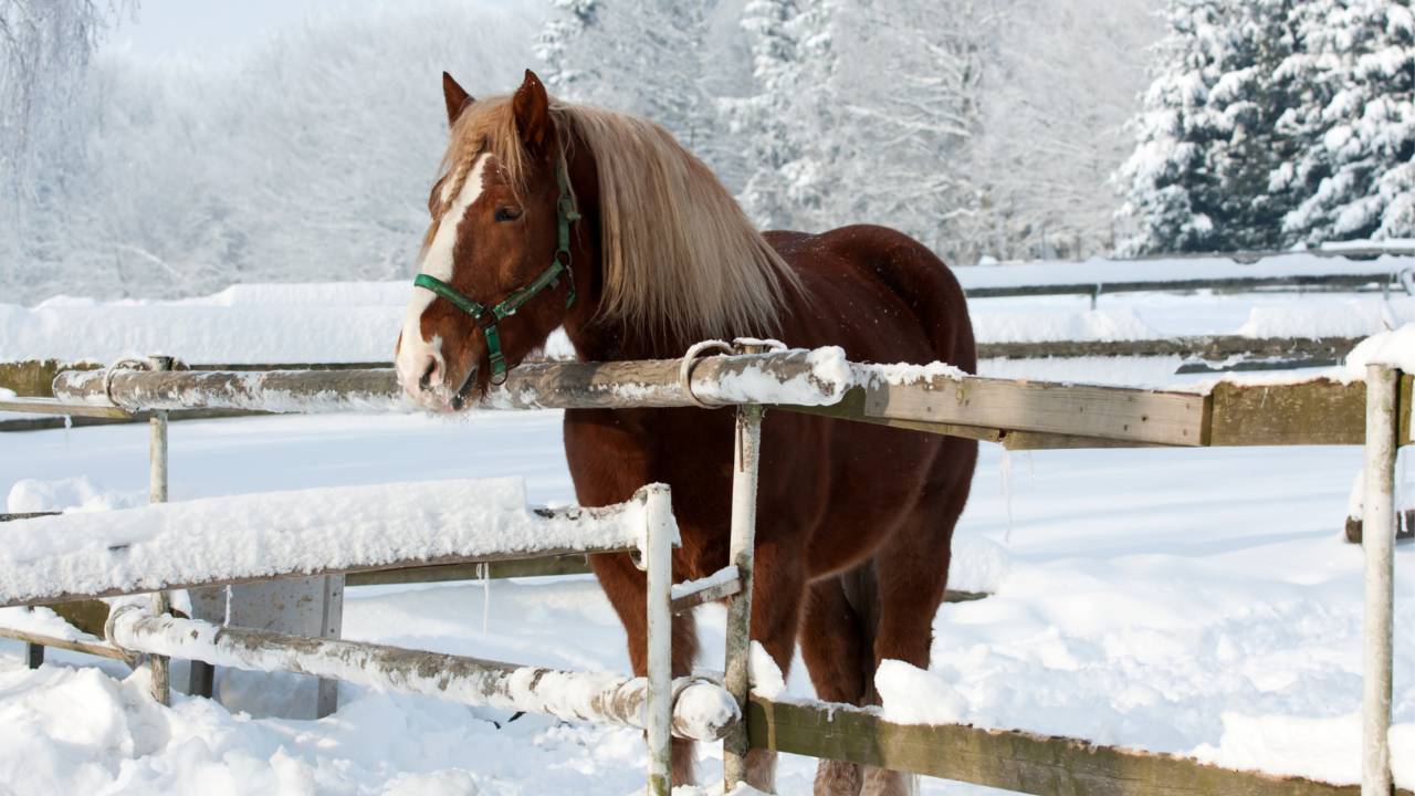 Når kan man egentlig starte å trene med hesten?