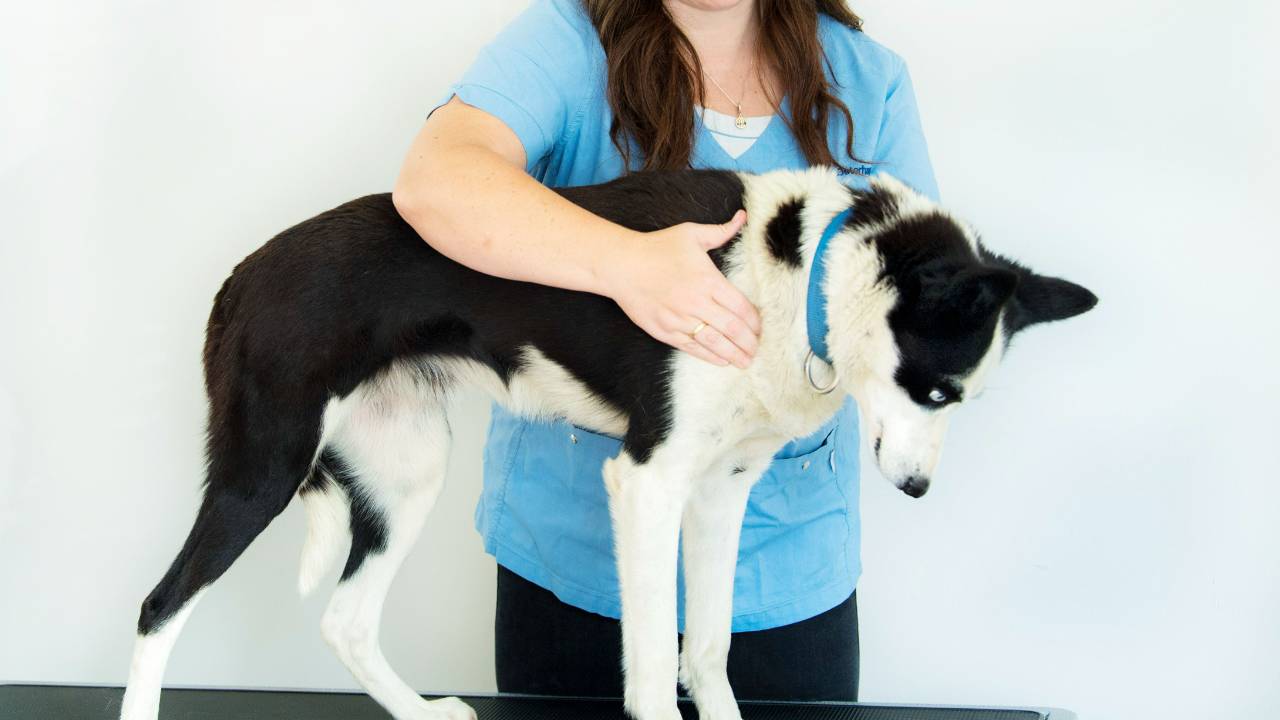 Learn to treat a stiff shoulder in dogs with these techniques!