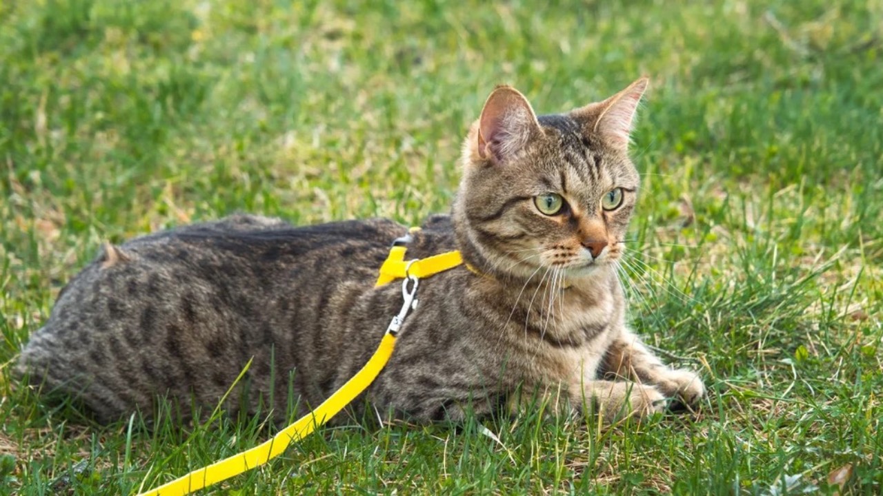 Seletilpasning for katt! - Takk