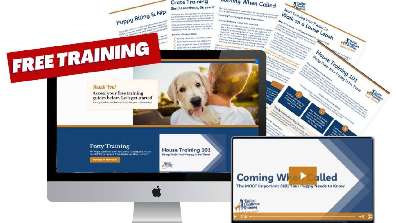 Free Training for your dog or puppy