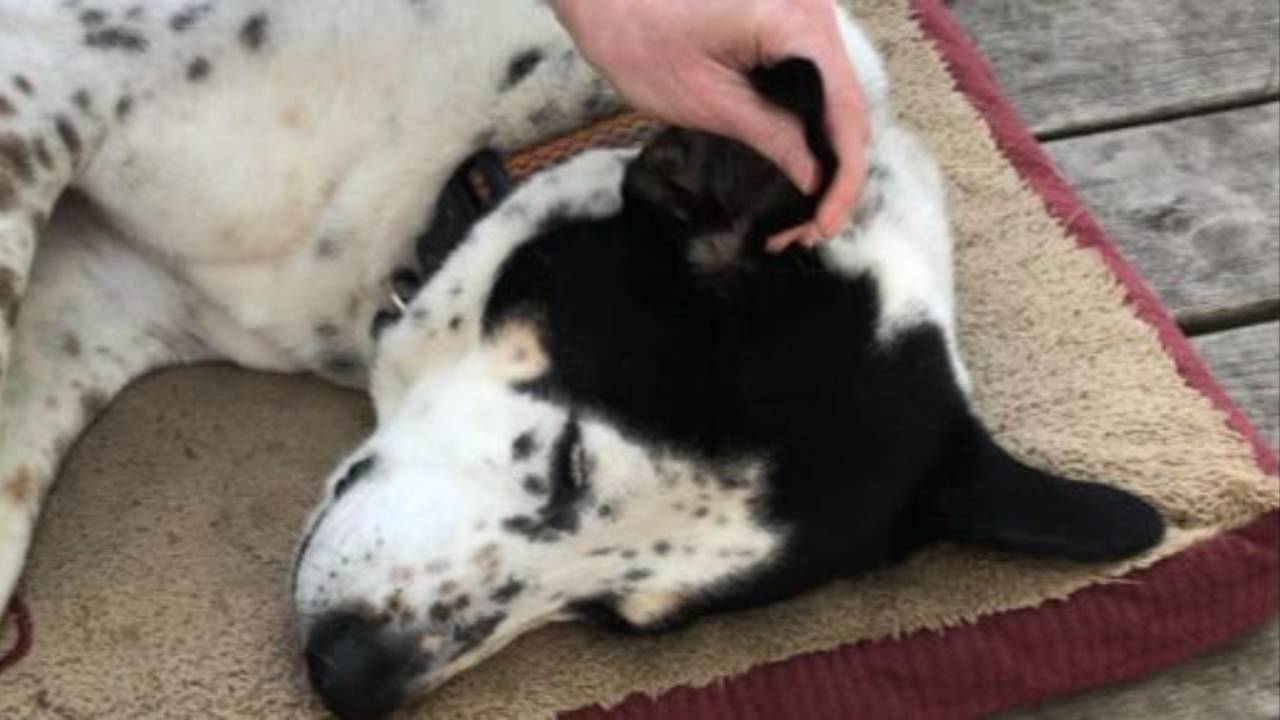 Ear Slides: A Must-Have First Aid Technique