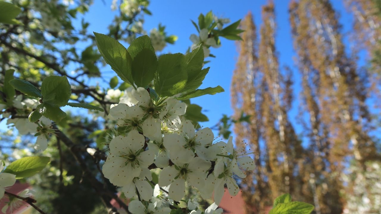 Optimize Your Patio Comfort: Plant Trees to Beat the Heat