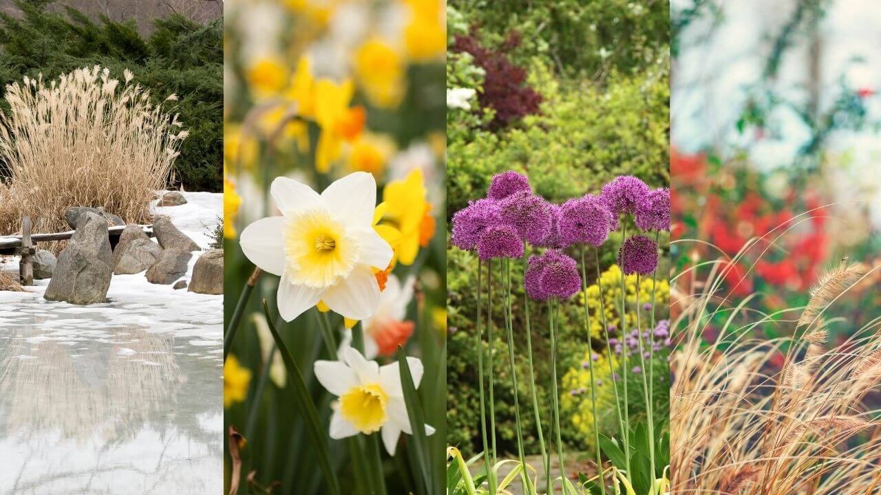 Seasonal Color Strategies for Your Garden’s Year-Round Beauty