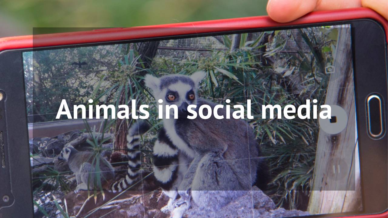 Animals in social media guide