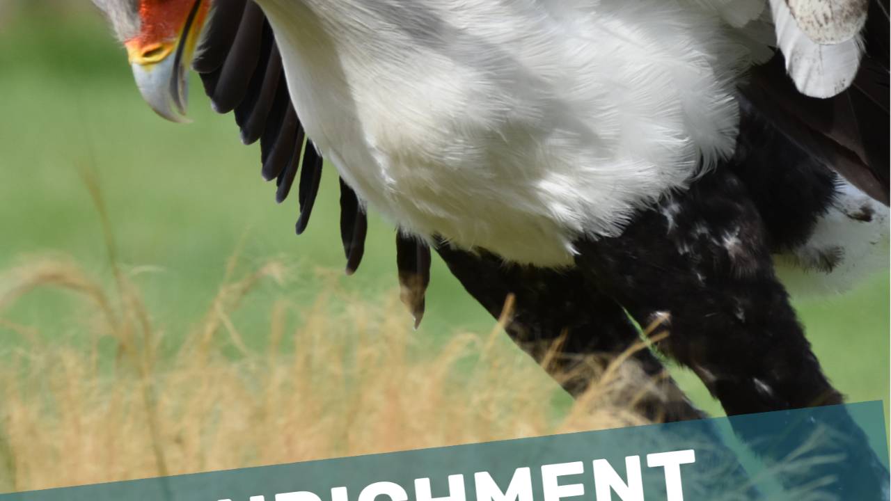 Free resource for birds of prey! Platforms overview, DogPAWS & SiP#149