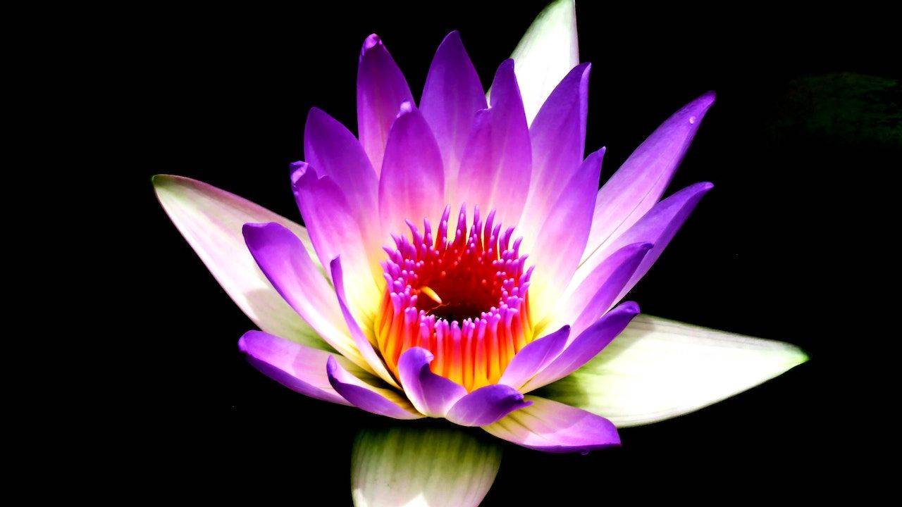 The lotus flower and how it represents the blossoming yogi