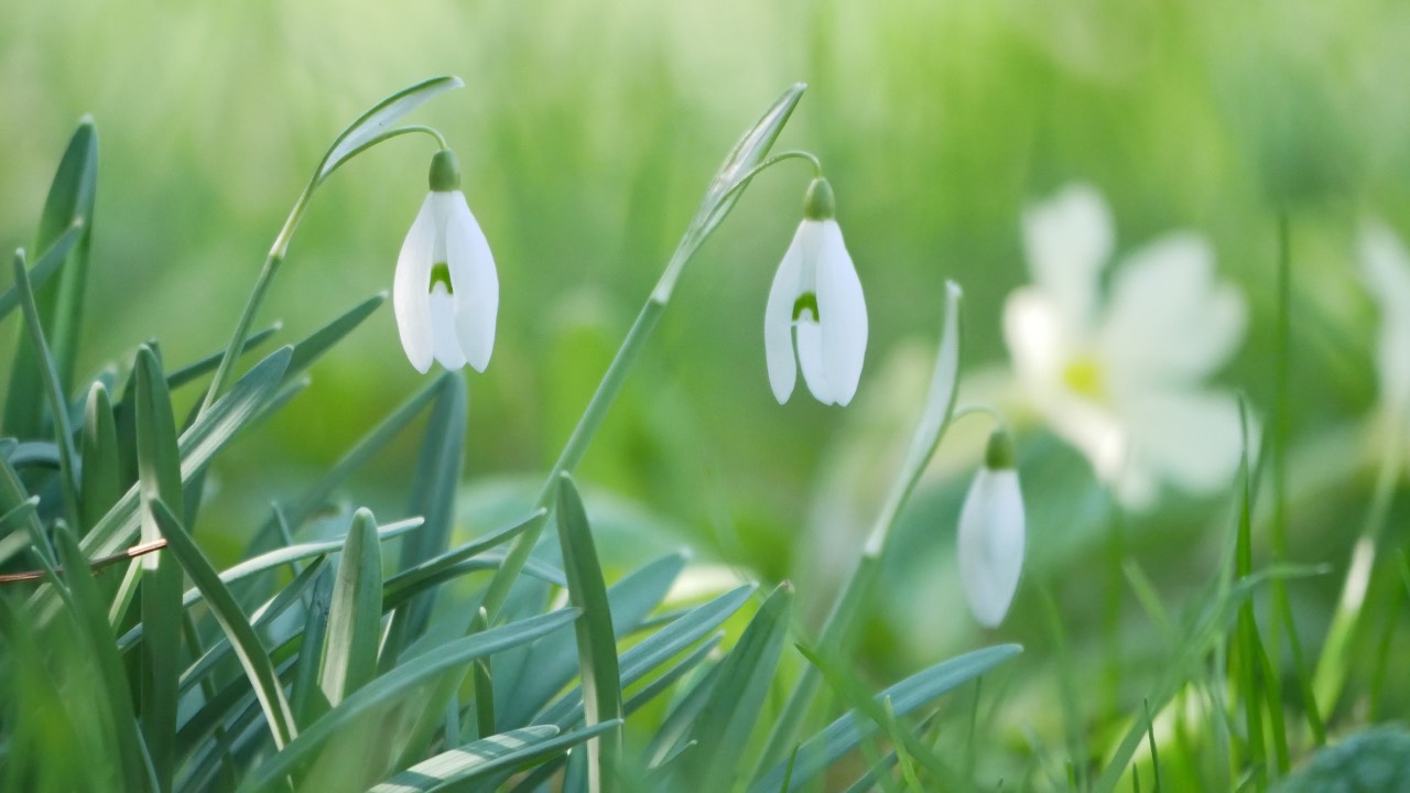 Snowdrop Moon & Imbolc Energies