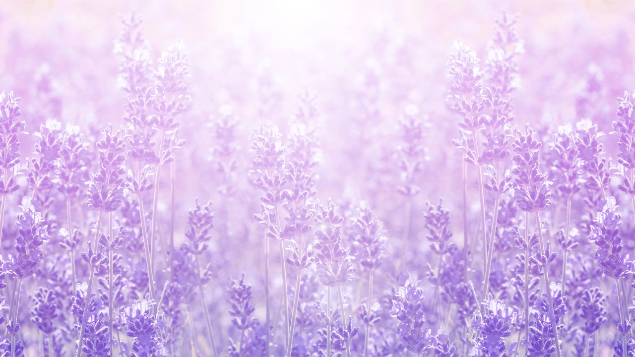 Lavender Moon Begins