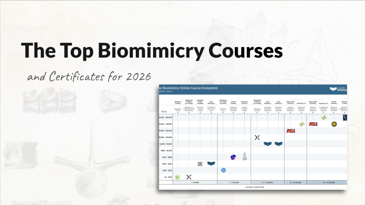 The Top Biomimicry Courses and Certificates of 2026