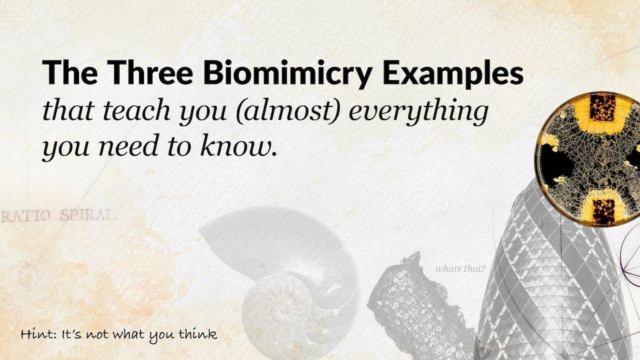 The Three Biomimicry Examples that Teach You (almost) Everything