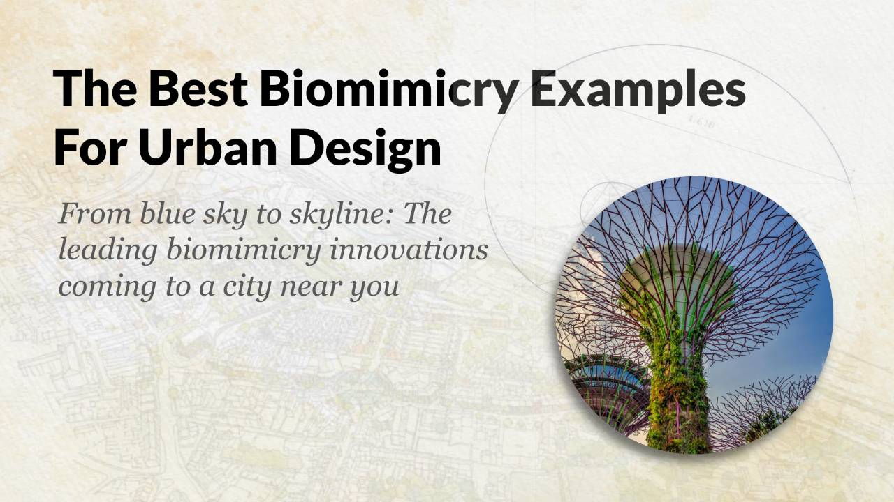 The Best Biomimicry Examples for Urban Design
