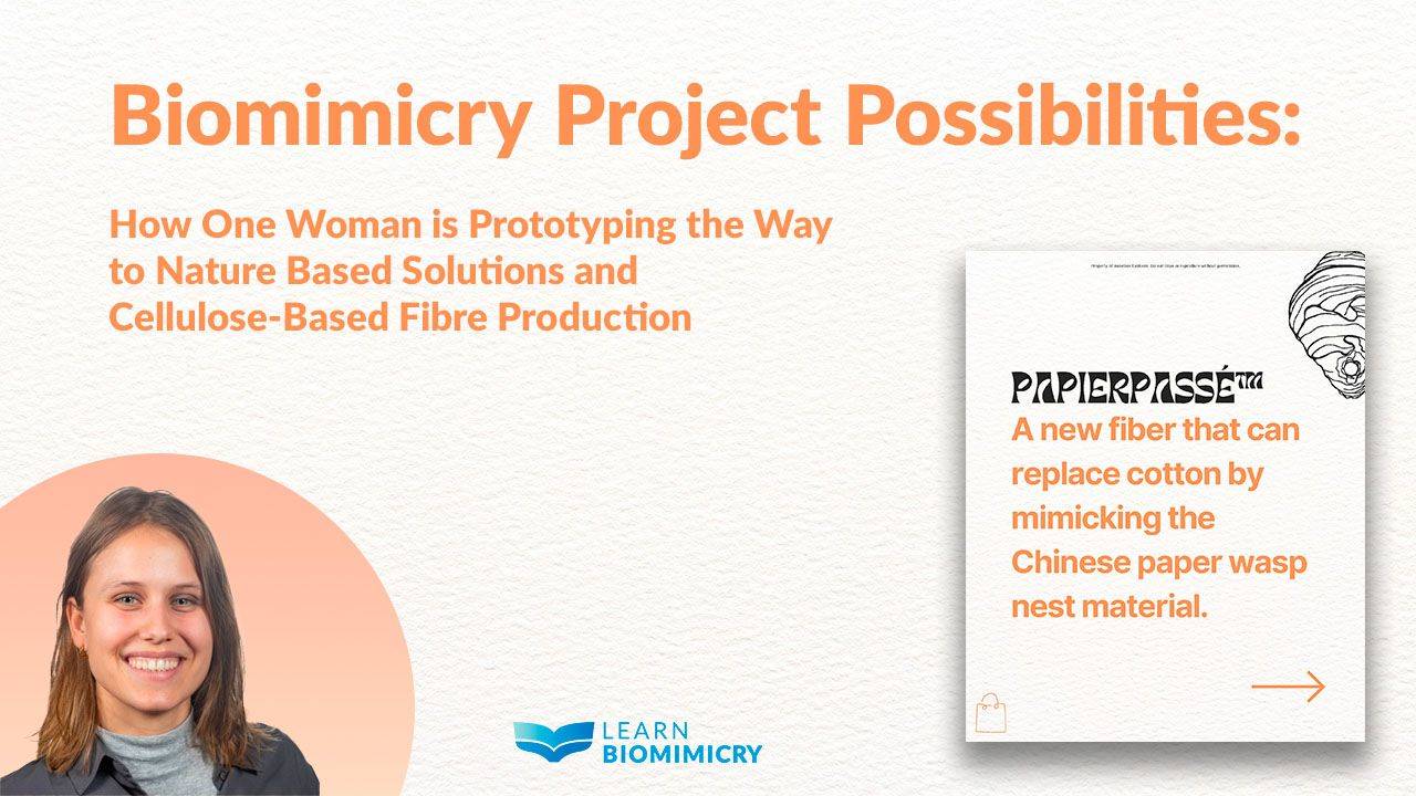 Biomimicry Project Possibilities: Prototyping the Nature-Inspired Way