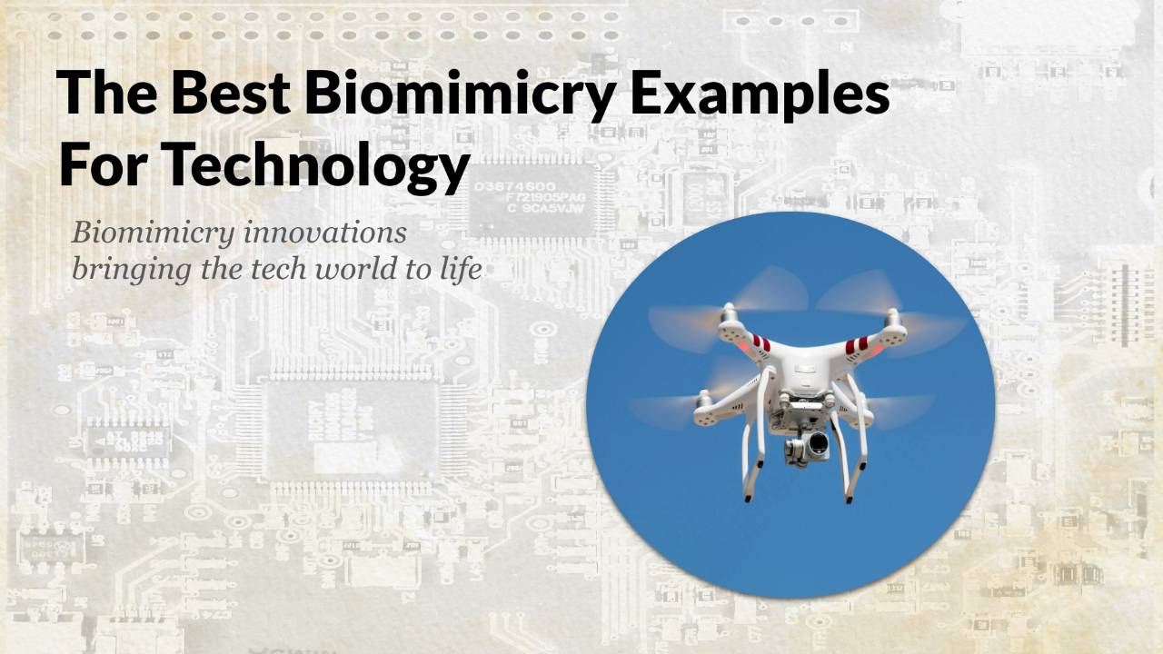 The Best Biomimicry Examples for Technology