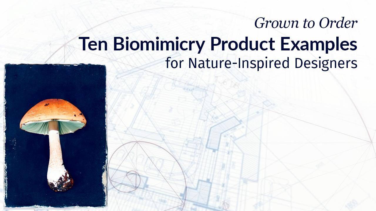 10 Biomimicry Product Examples for Nature-Inspired Designers