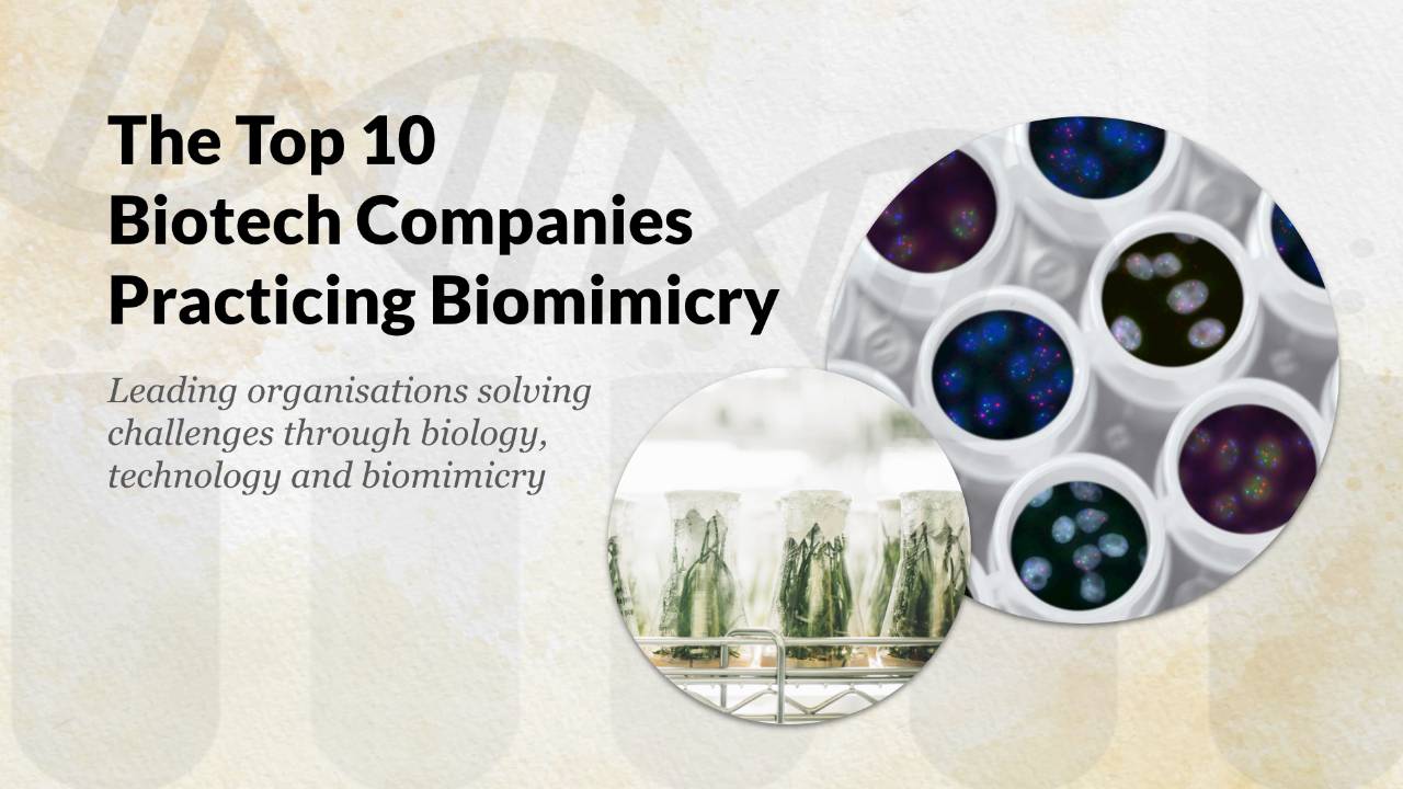Top 10 Biotech Companies That Practice Biomimicry
