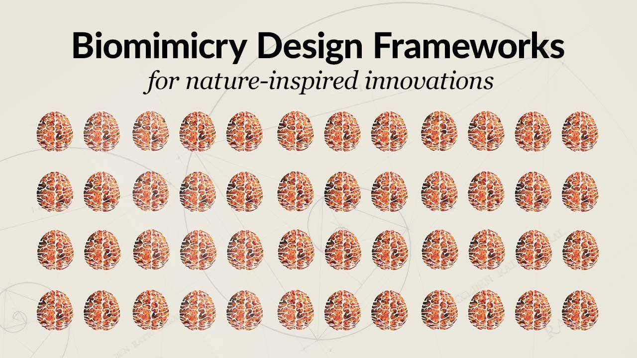 Biomimicry Design Frameworks for Nature-Inspired Innovation