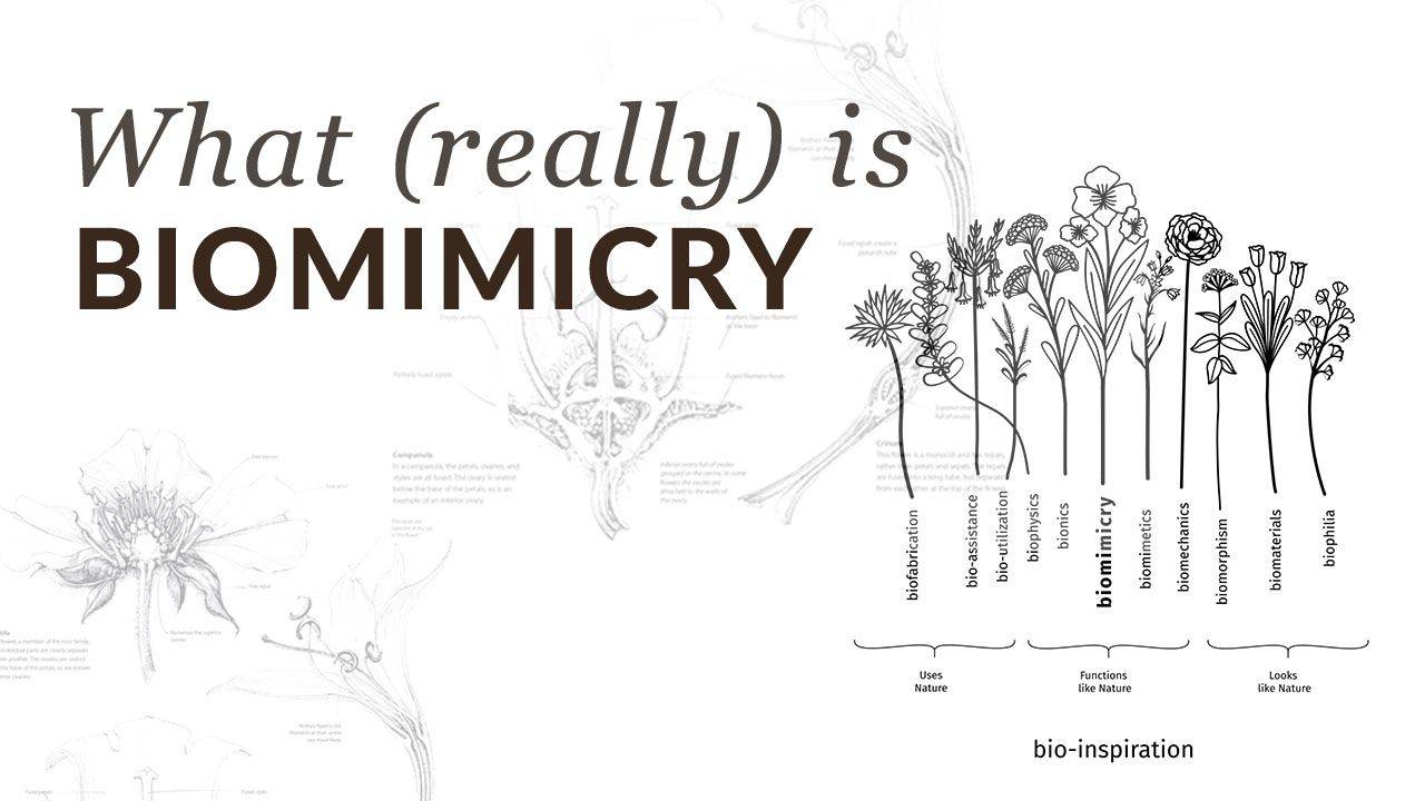 What (really) is biomimicry?