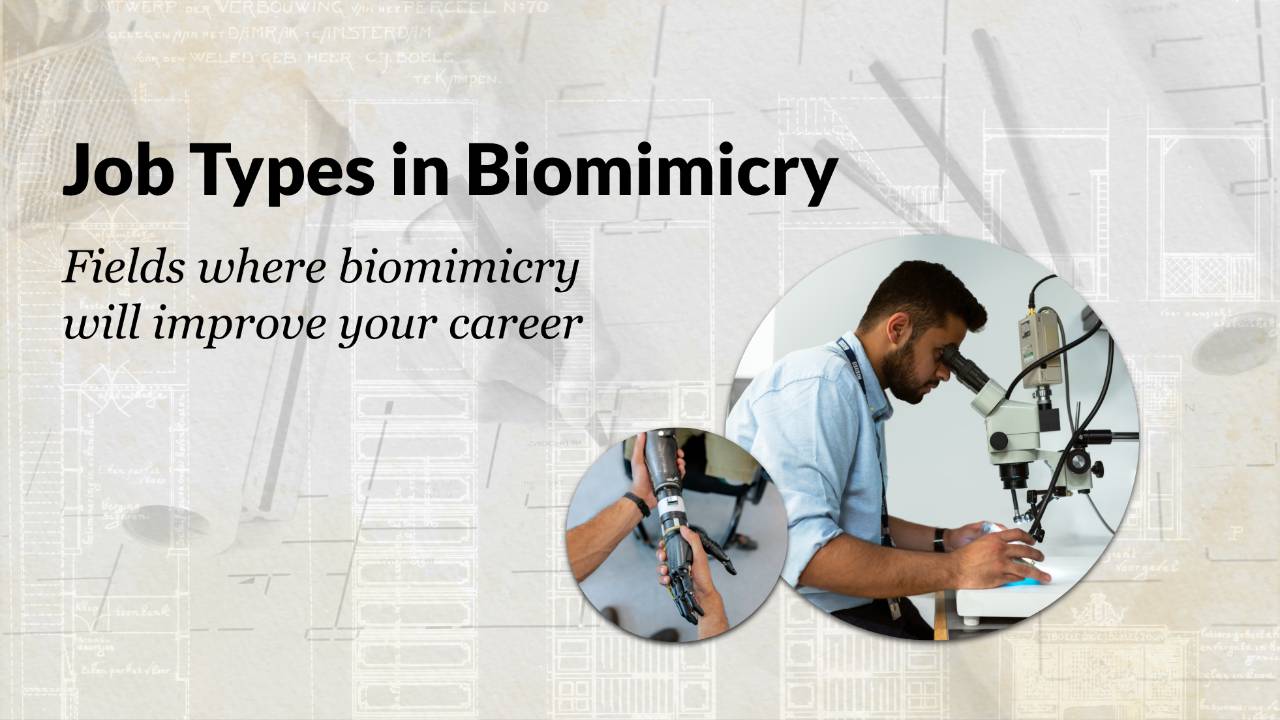 12+ Job Types in Biomimicry