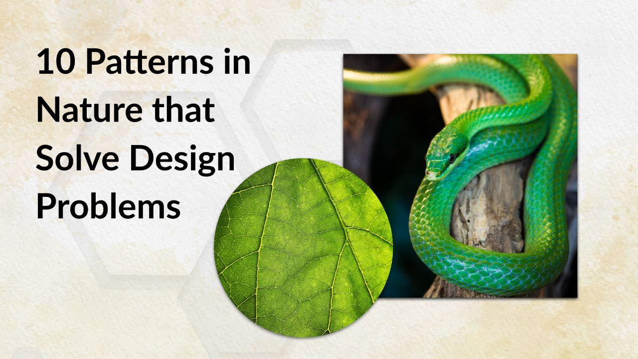 10 Patterns & Phenomena in Nature That Solve Design Problems