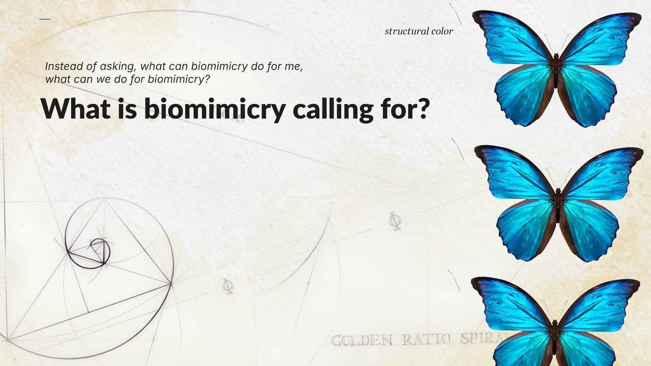 6 Things That Biomimicry is Calling For