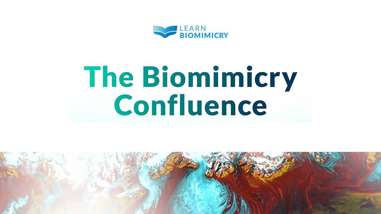 The Biomimicry Confluence - Lessons from the Flow 🦦