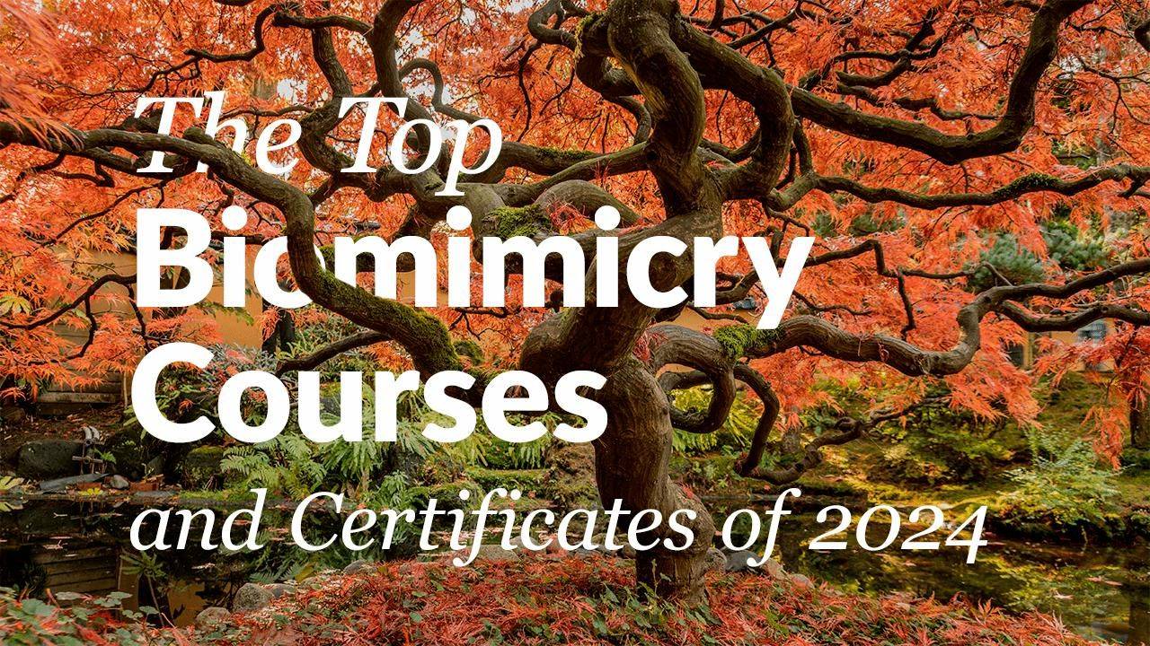 The Top Biomimicry Courses and Certificates of 2024