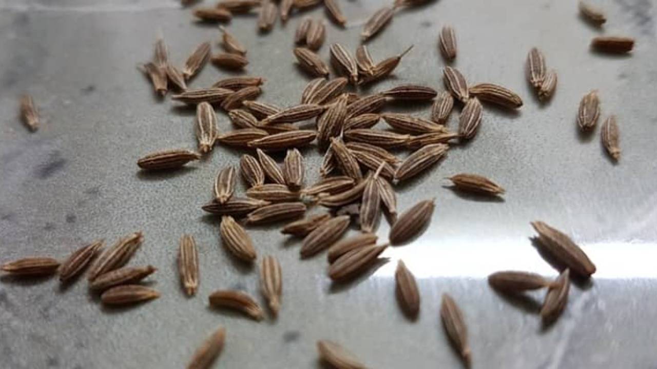 Cumin Water Your Natural Coolant