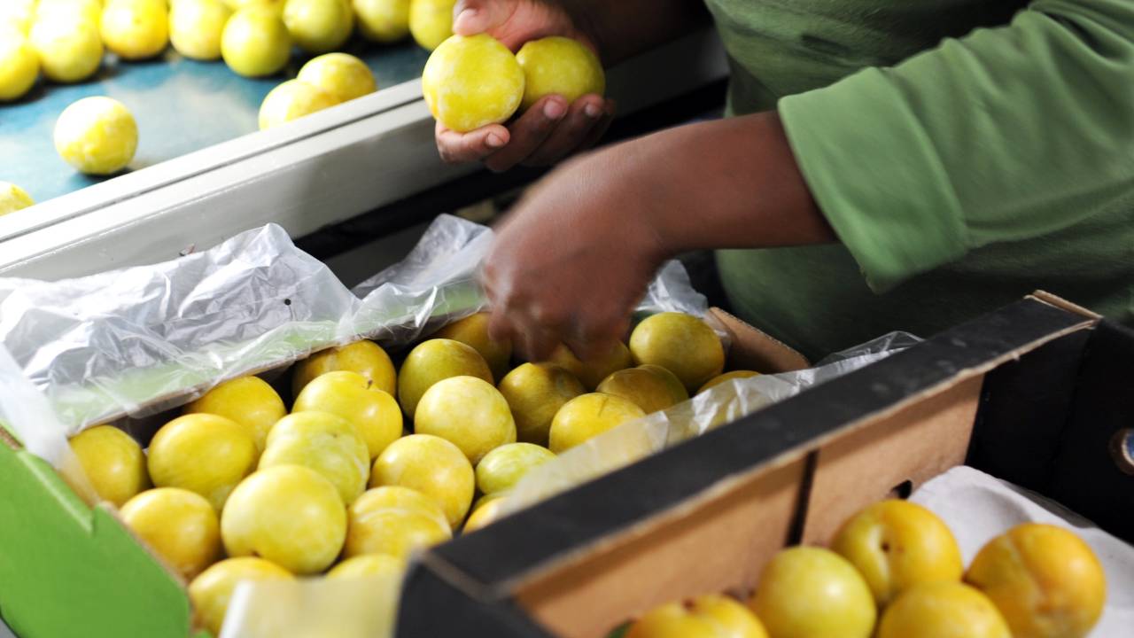 A Hymn for Packing Fruit (Among Other Things)