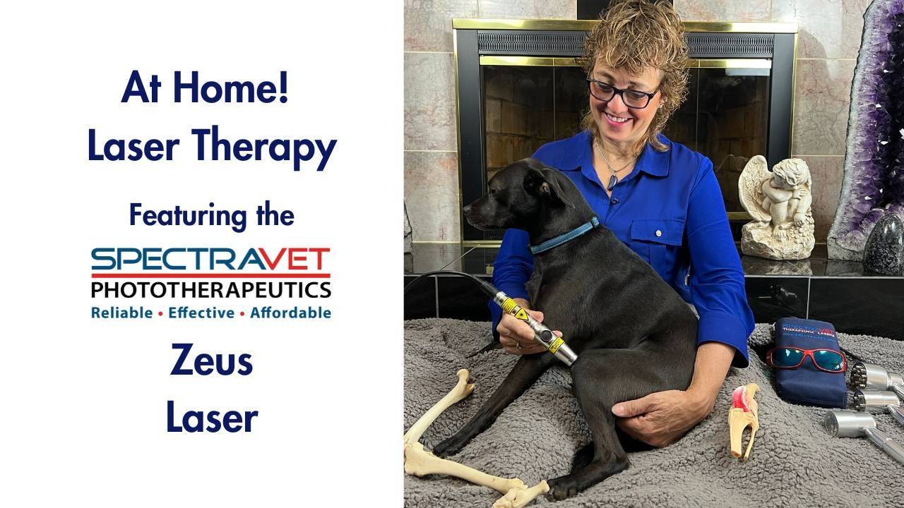Optimum Pet Vitality At Home! Laser Therapy