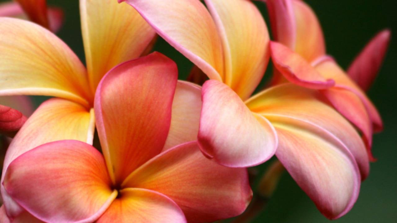 All Hula Courses Bundle