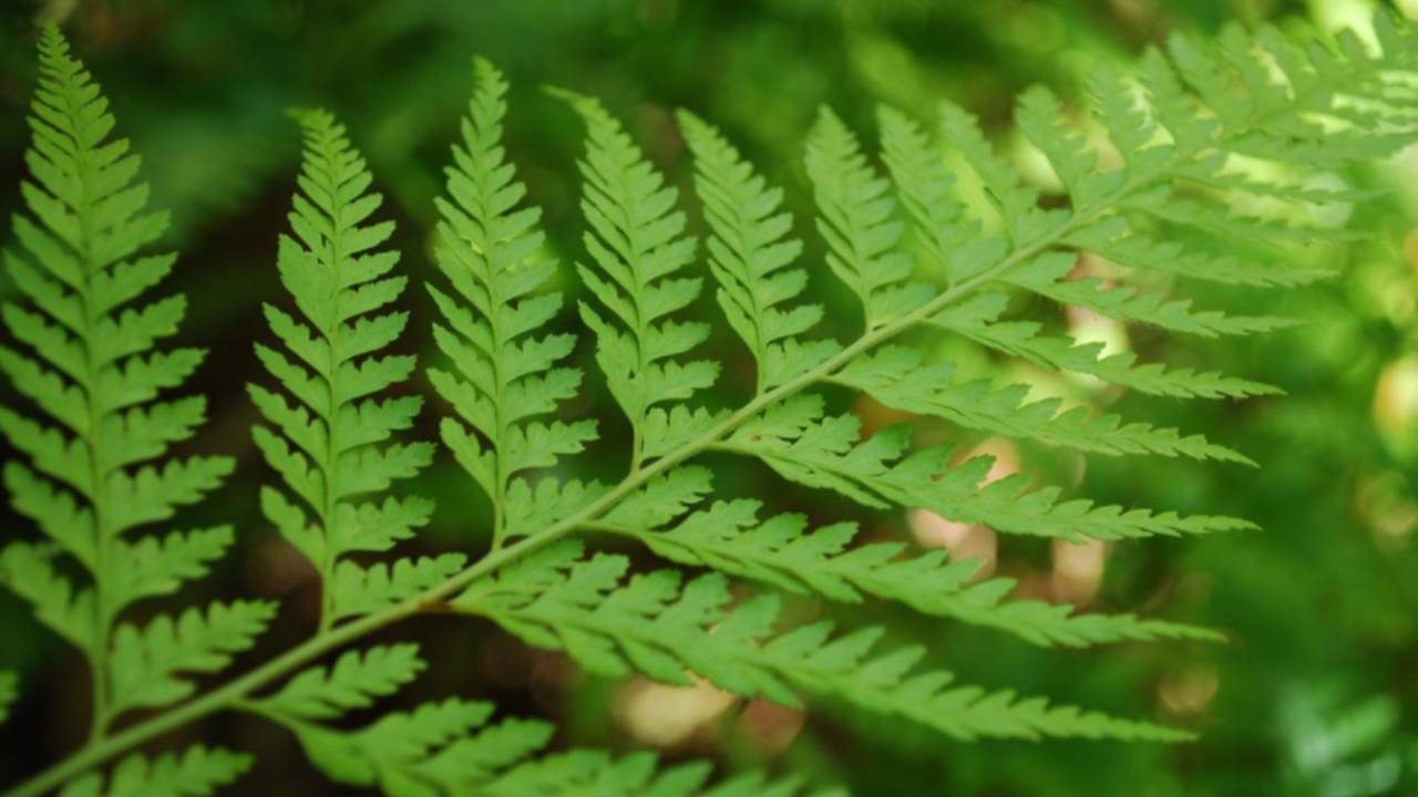 Beginner Hula Course Bundle