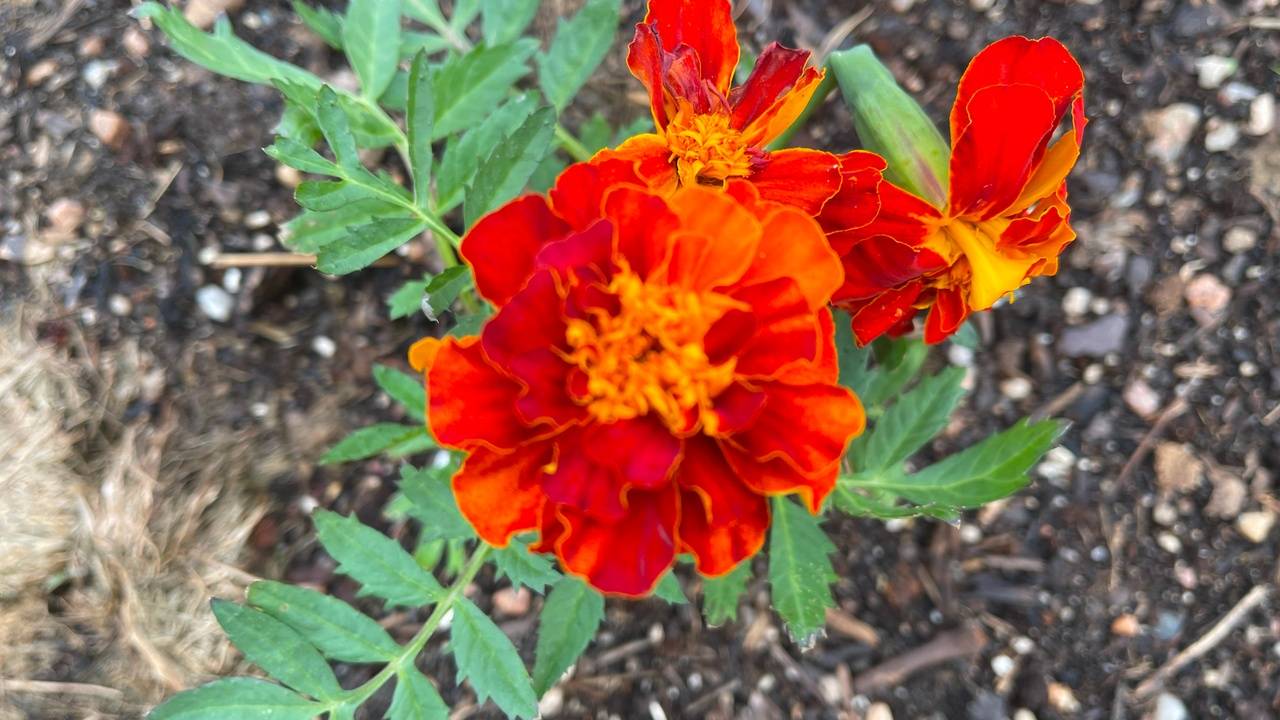 Color Tints and Shades