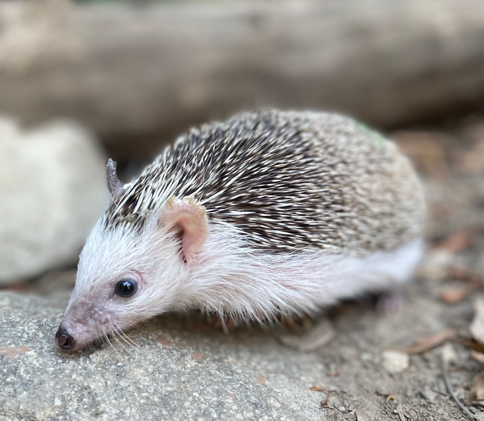 African Pygmy Hedgehogs
