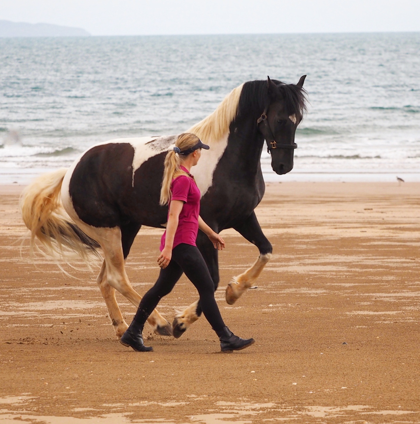 Equus Empeiria