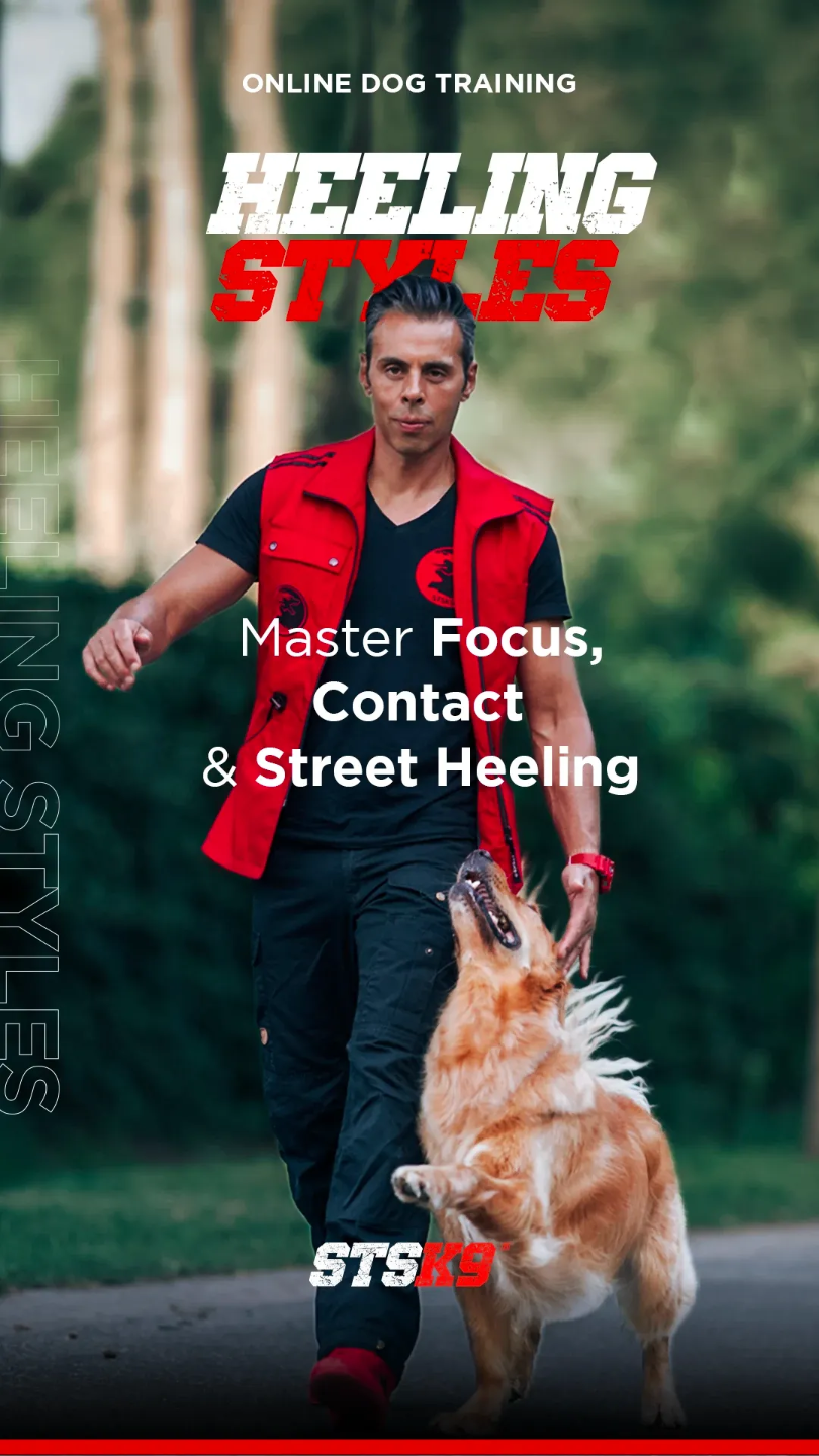Learn more about Dog Training and STSK9's Heeling Styles Class