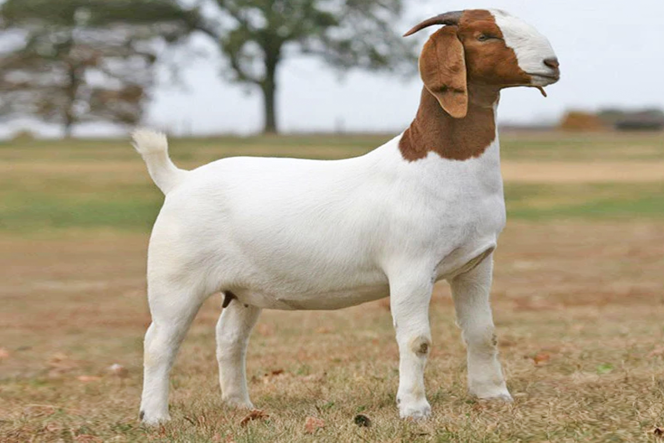 Commercial Goat Farm