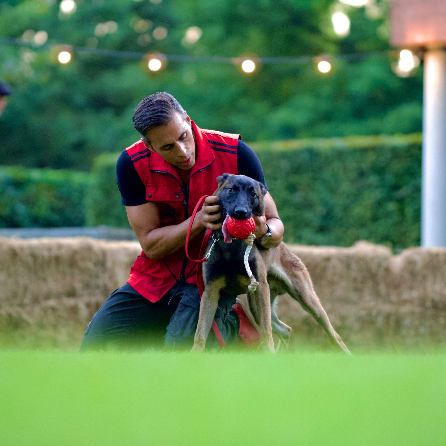 Master Drive and Focus in your Dog Training with STSK9