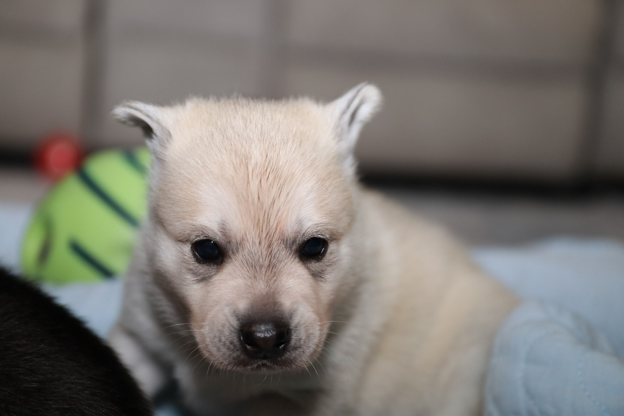 Lily and Loki Puppies
