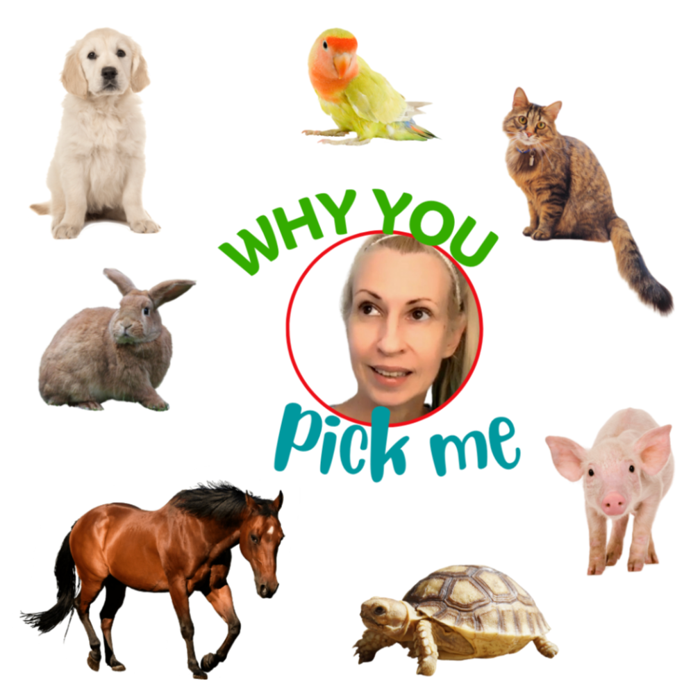 Pet Reincarnation Guide