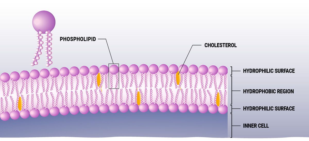 Cellular Detox Challenges