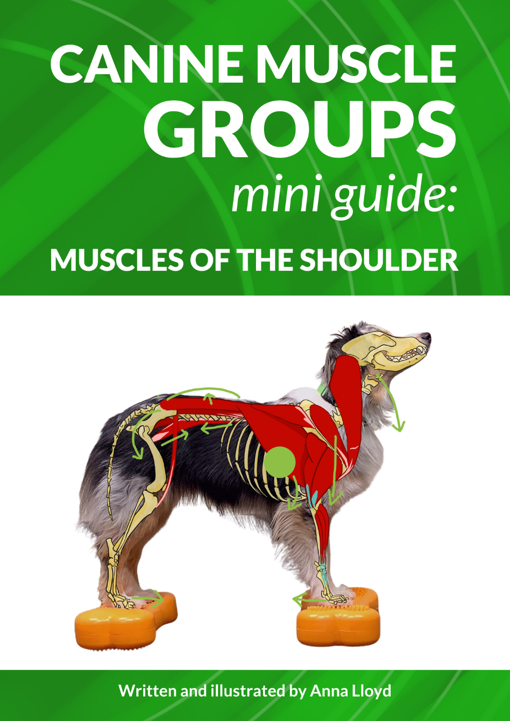 Canine Muscle Anatomy, Simplified
