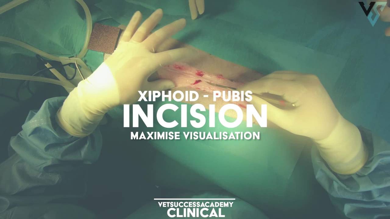 Intestinal Torsion Online Course - MiniVet Guide