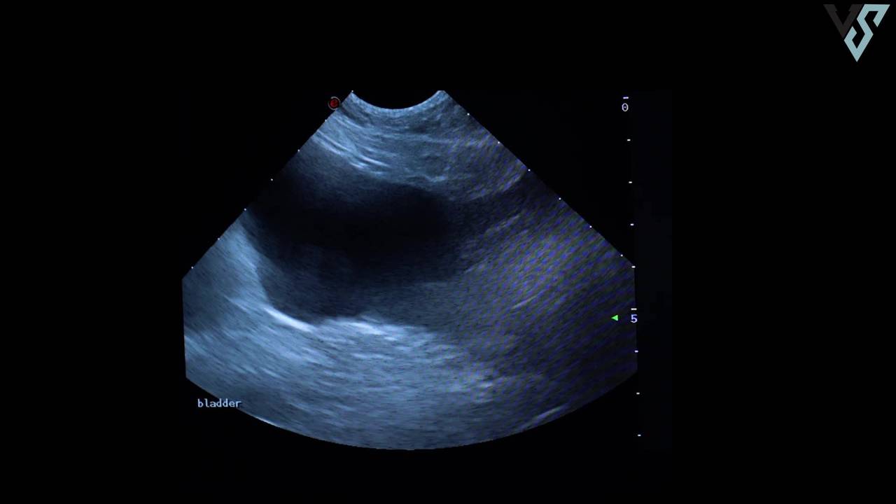 Intestinal Torsion Online Course - MiniVet Guide
