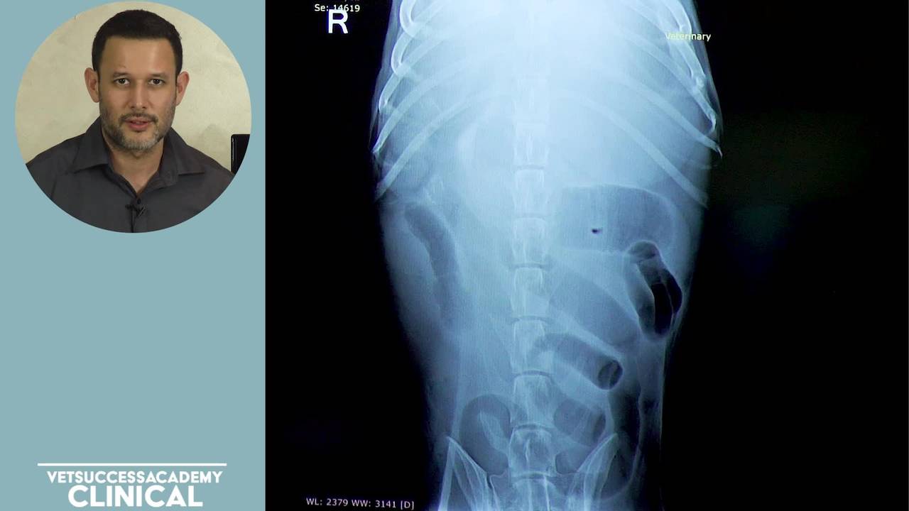 Intestinal Torsion Online Course - MiniVet Guide